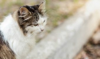 The Natural Ragdoll Cat - Simple Ways to a Long, Healthy Life